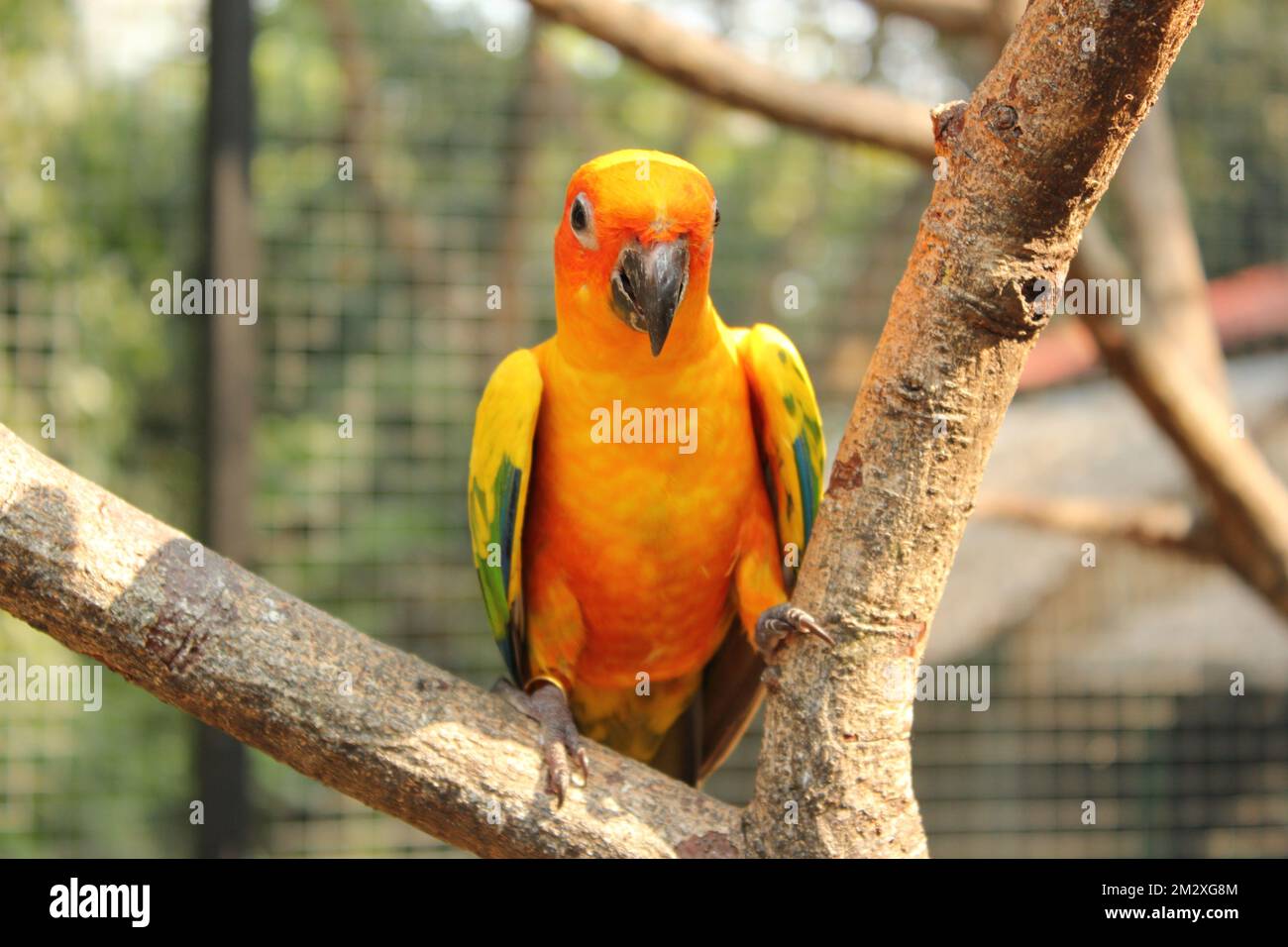 Awesome Lovebirds parrots in Bangkok zoon thailand, beautiful lovely ...