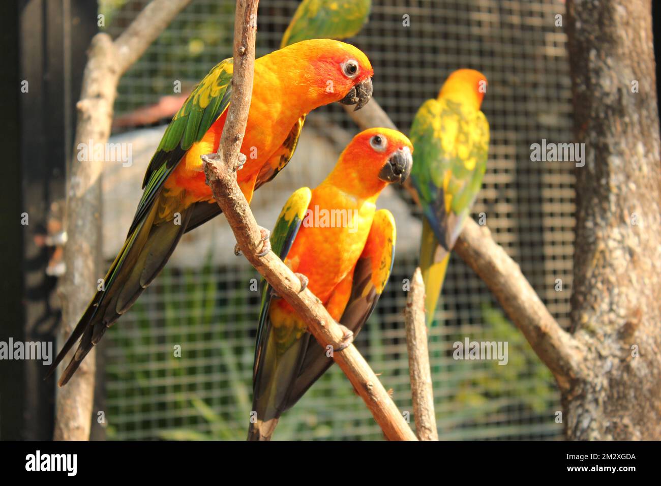Awesome Lovebirds parrots in Bangkok zoon thailand, beautiful lovely ...