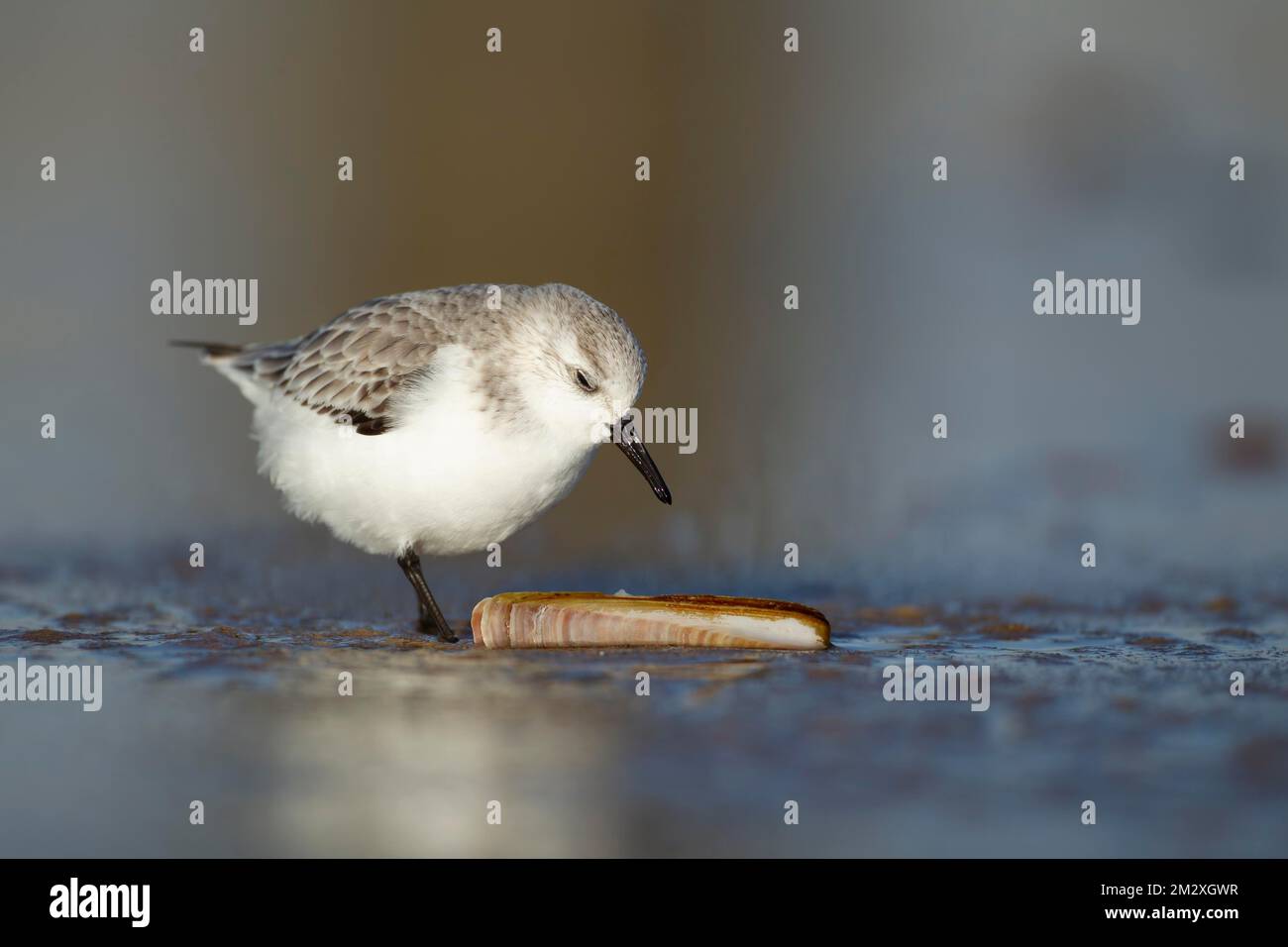 Sanderling in winter plumage hi-res stock photography and images - Alamy