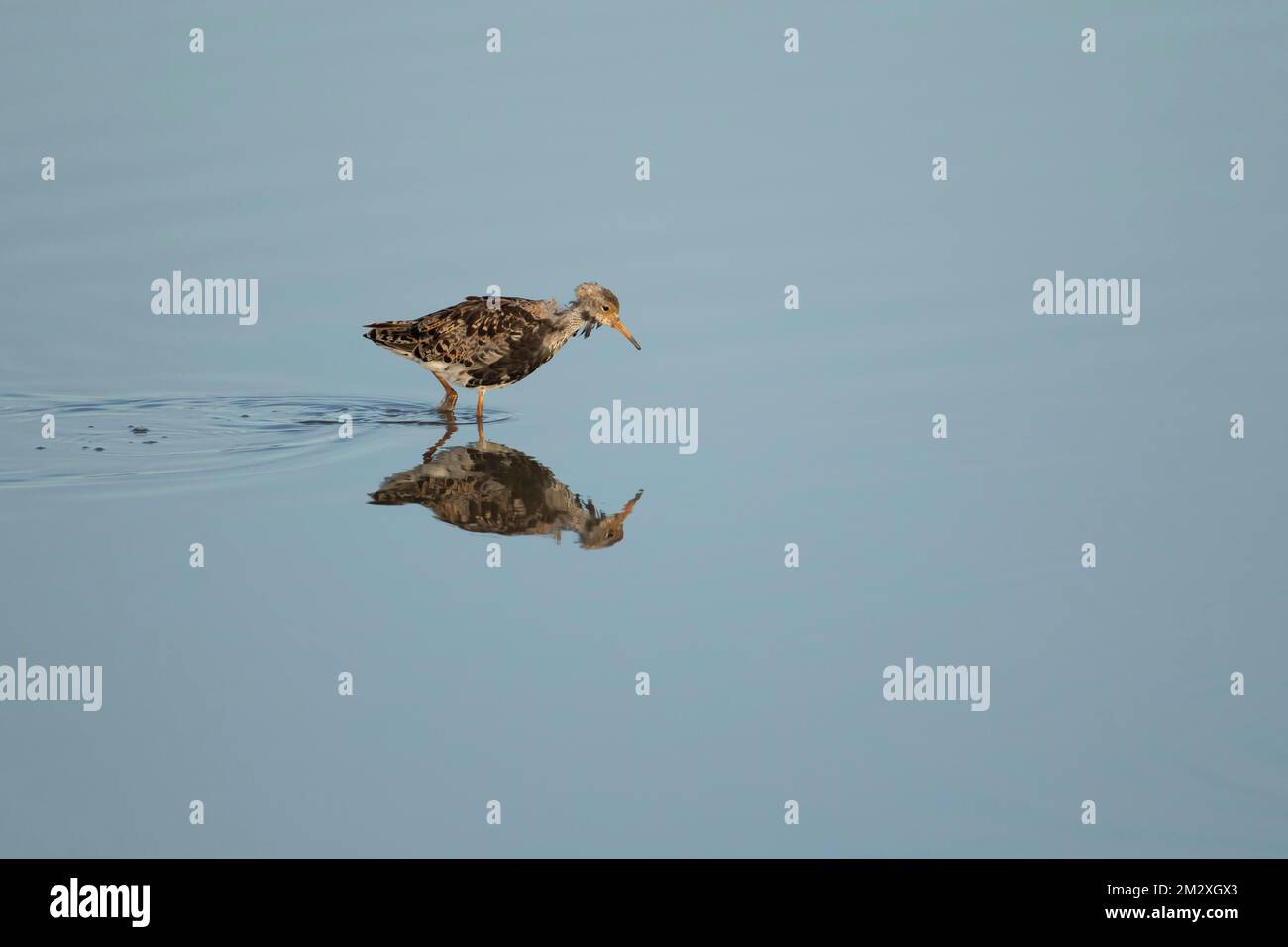 Ruff (Philomachus pugnax) adult male bird in a shallow lagoon, Norfolk ...