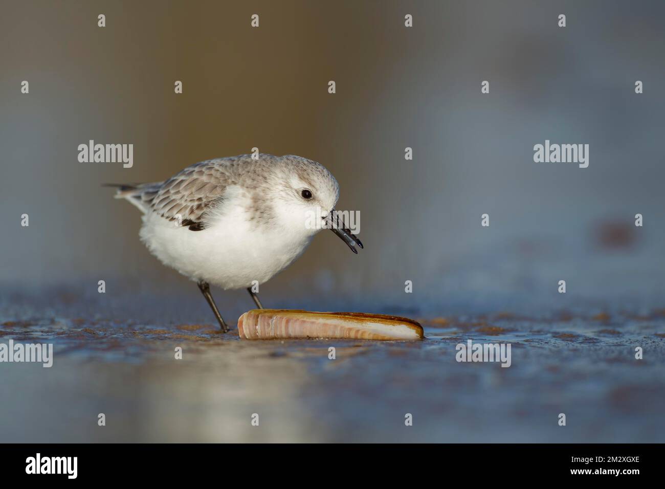 Sanderling (Calidris alba) adult bird in winter plumage on a beach ...