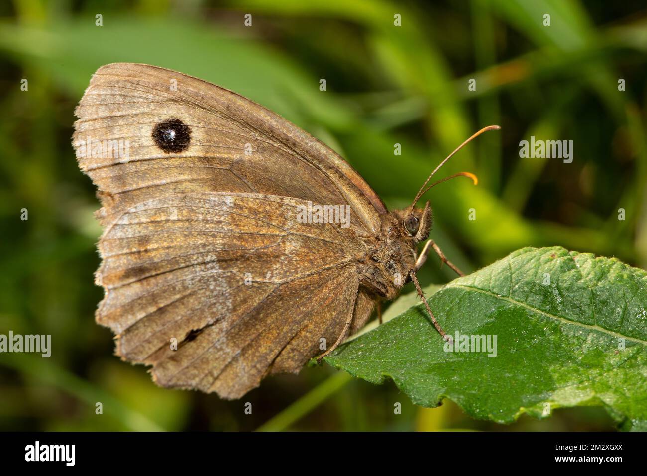 Blue-eyed Woodland Porter, Blue Coreye Butterfly with closed wings ...