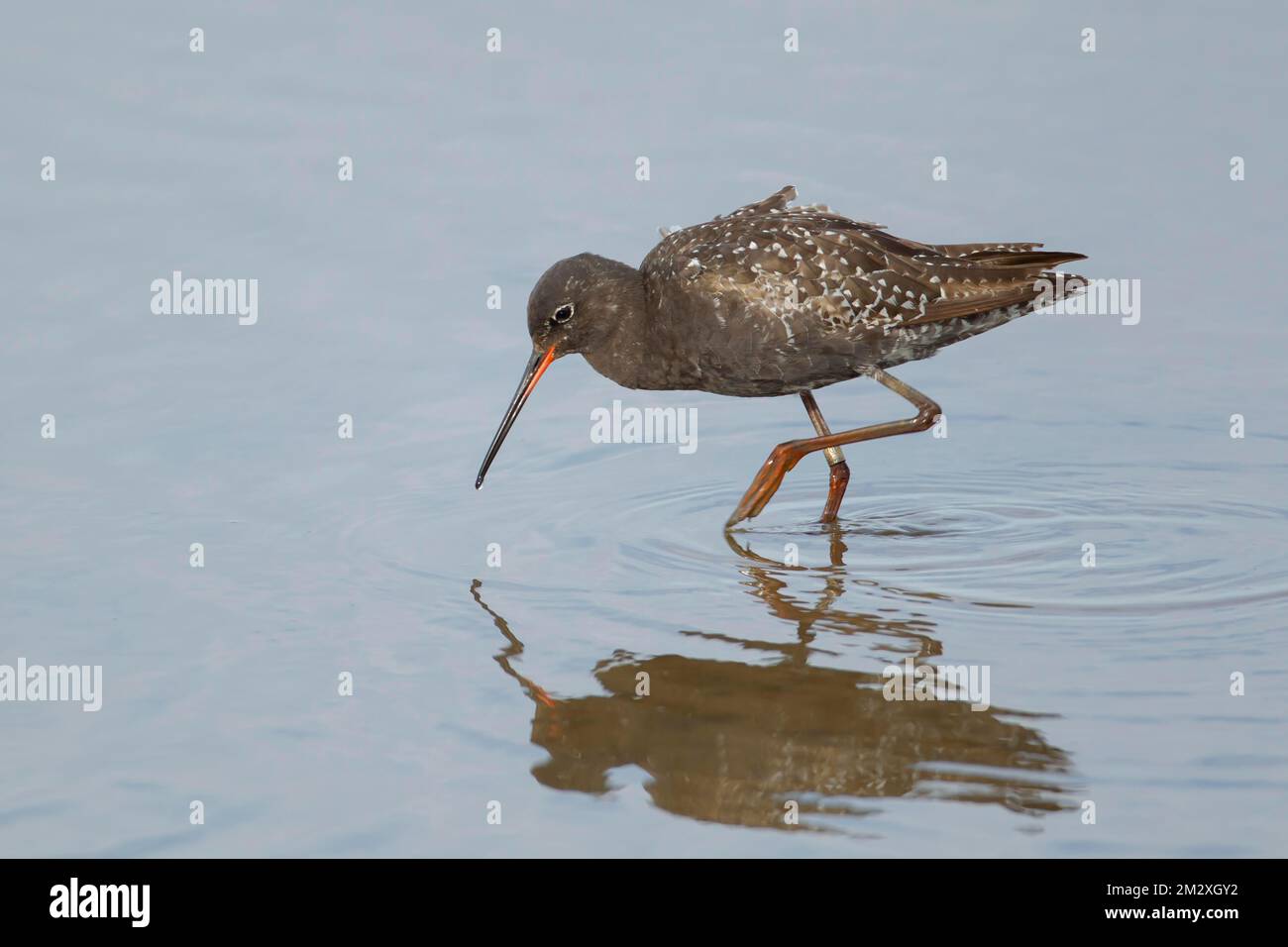 Redshank in shallow lagoon hi-res stock photography and images - Alamy