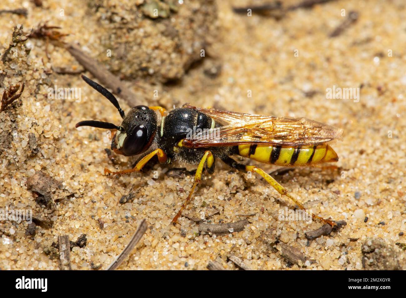 Bee wolf sitting on sandy ground looking left Stock Photo - Alamy
