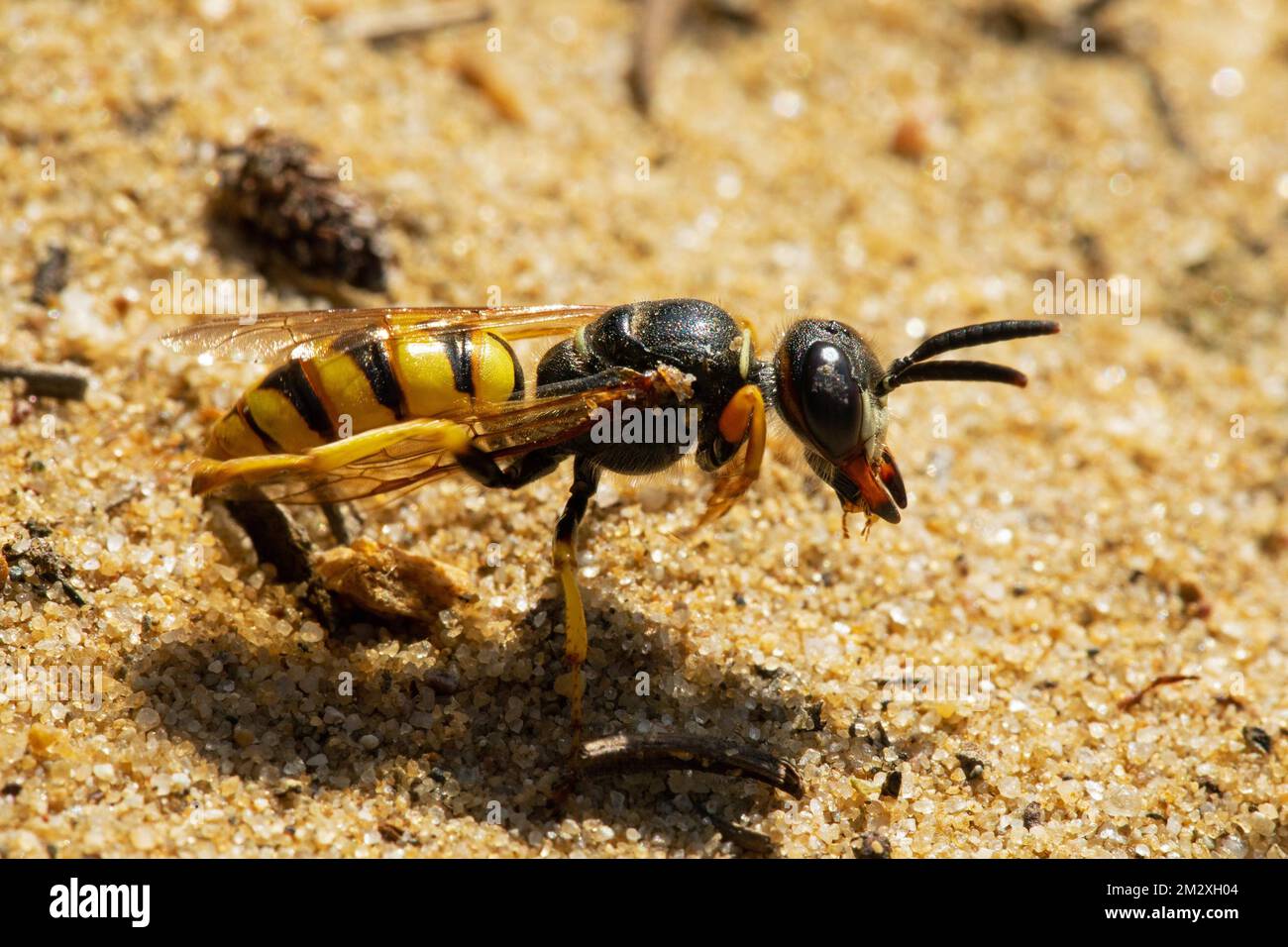 Bee wolf sitting on sandy ground looking right Stock Photo - Alamy