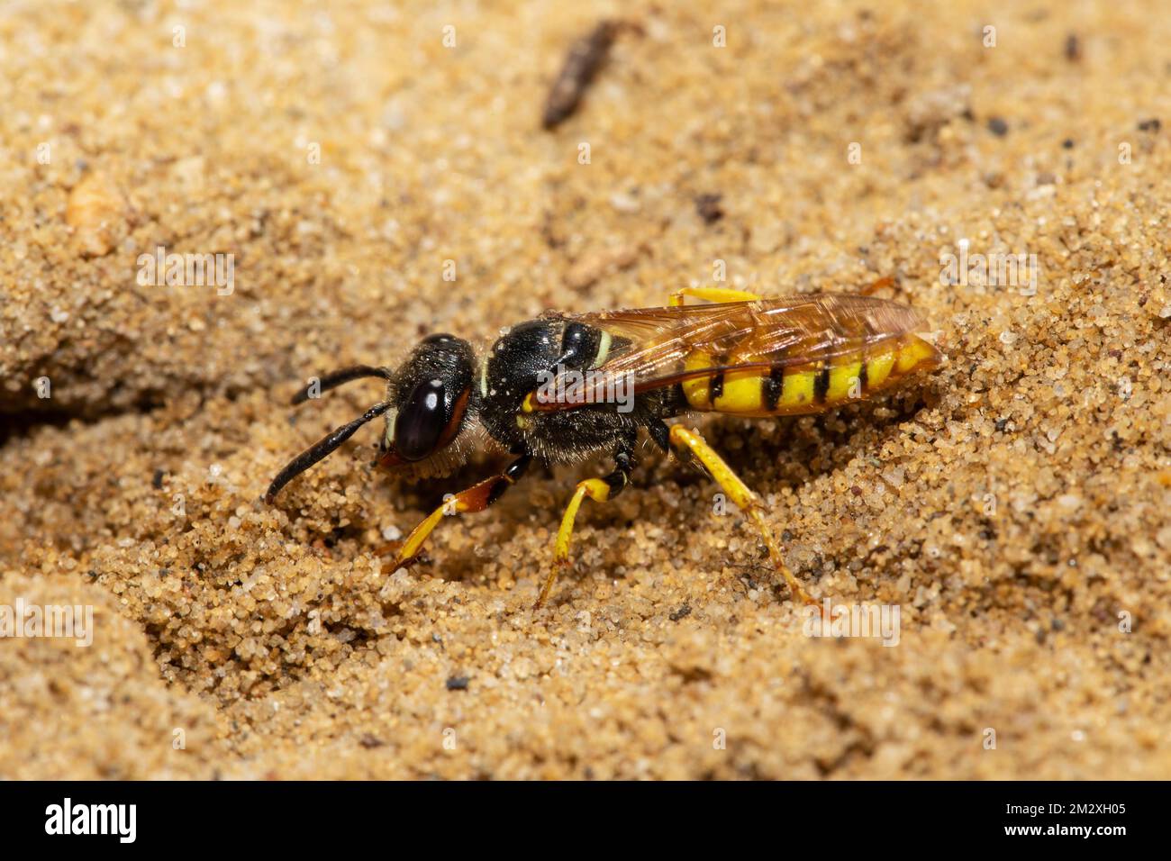 Bee wolf sitting on sandy ground looking left Stock Photo - Alamy