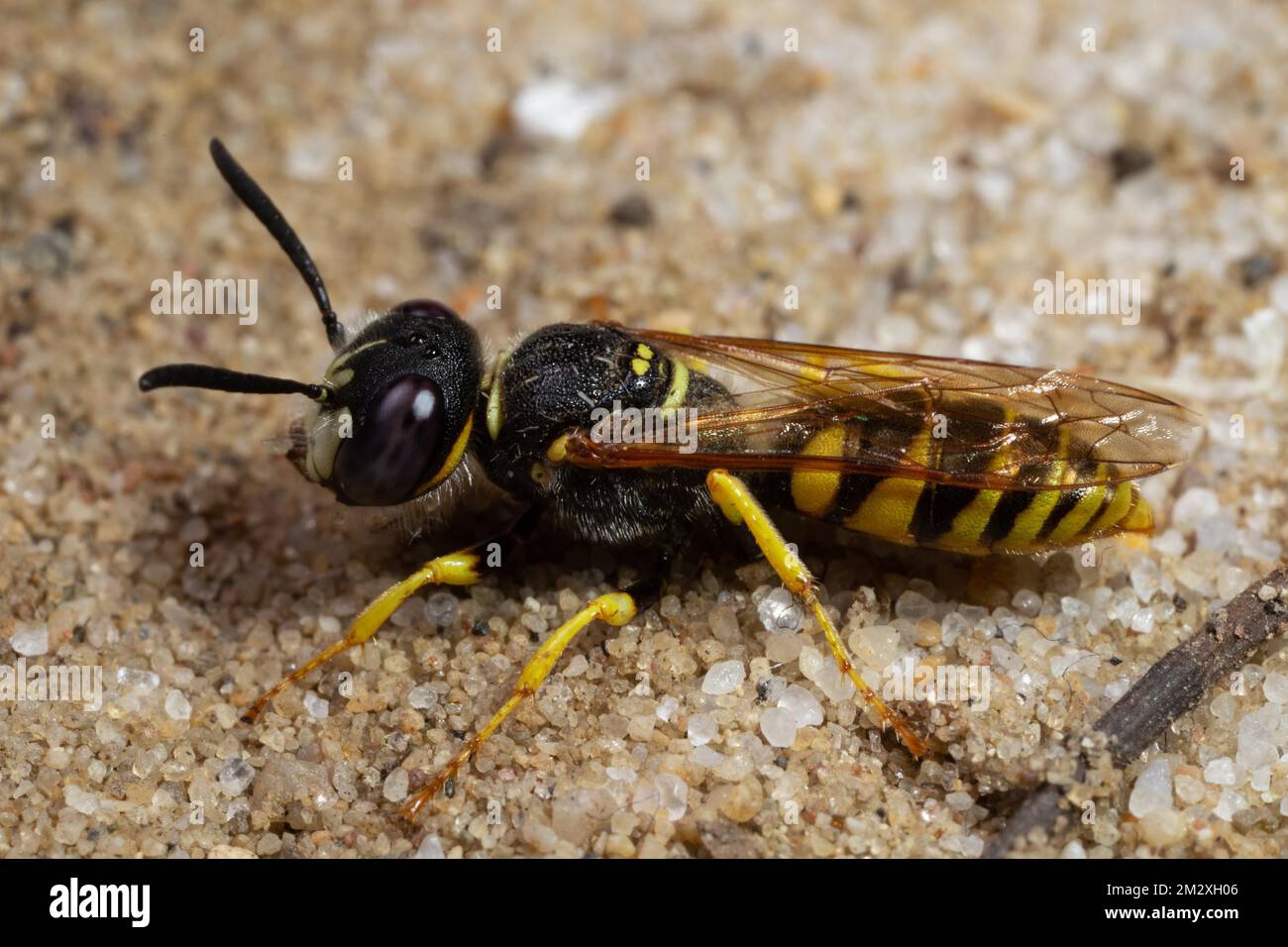 Bee wolf sitting on sandy ground looking left Stock Photo - Alamy