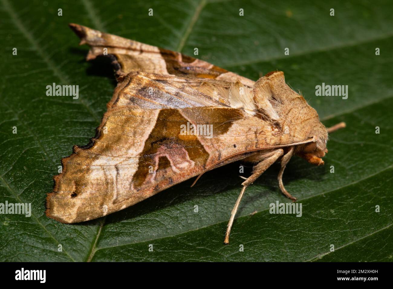 Agate owl, mongol owl Butterfly with closed wings sitting on green leaf ...