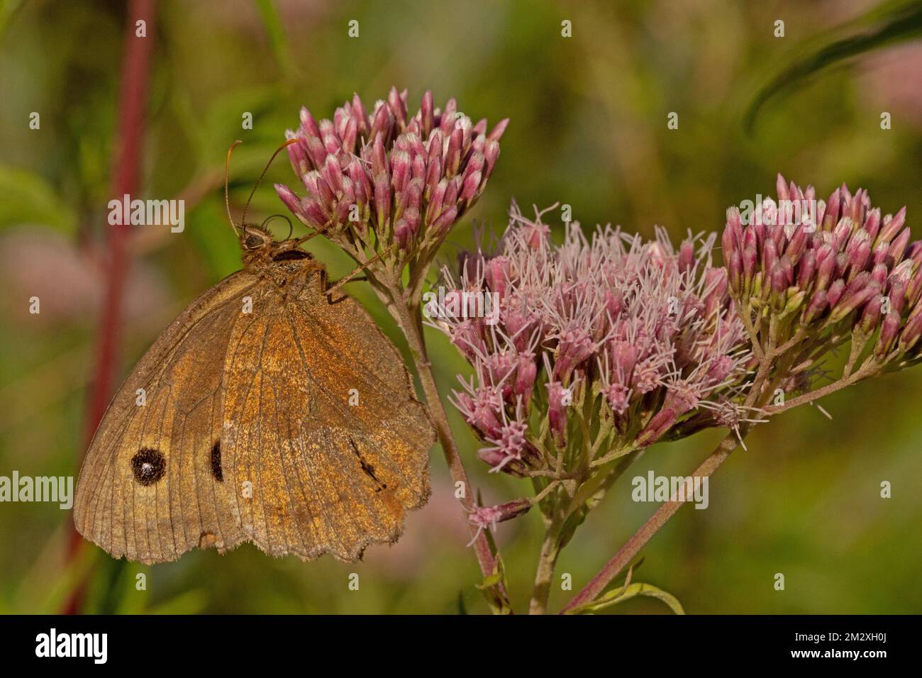 Blue-eyed forest oriole, Blue-crowned eye Butterfly with closed wings ...