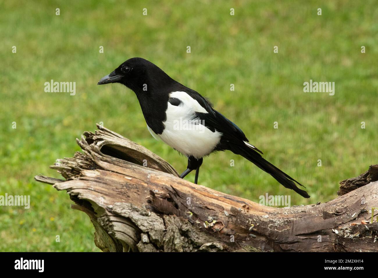 Raven looking to the left hi-res stock photography and images - Alamy