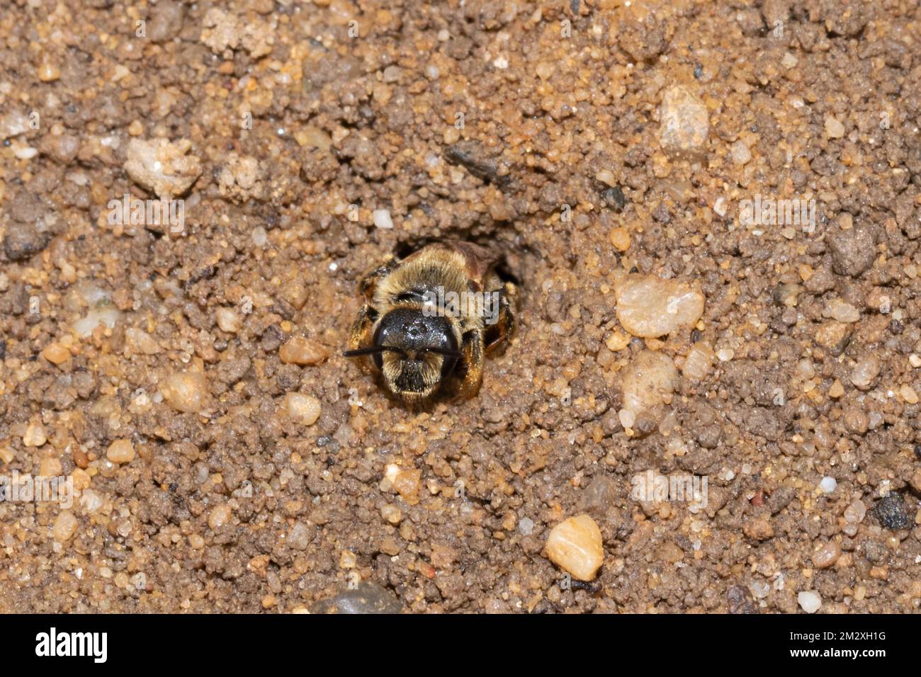 Yellow-banded sweat bee on ground crawling out of nest hole from front ...