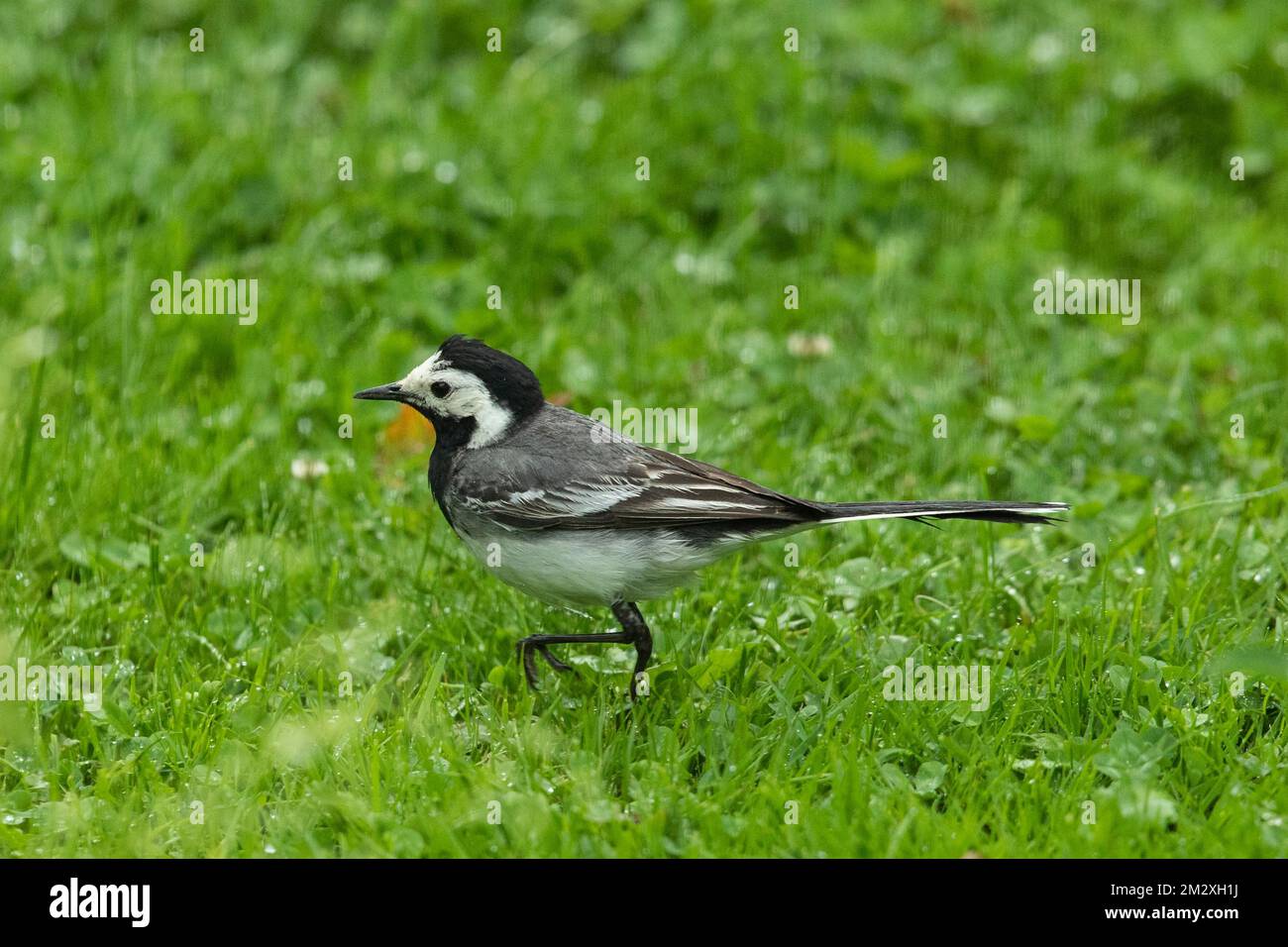 Wagtail standing in green meadow looking left Stock Photo - Alamy
