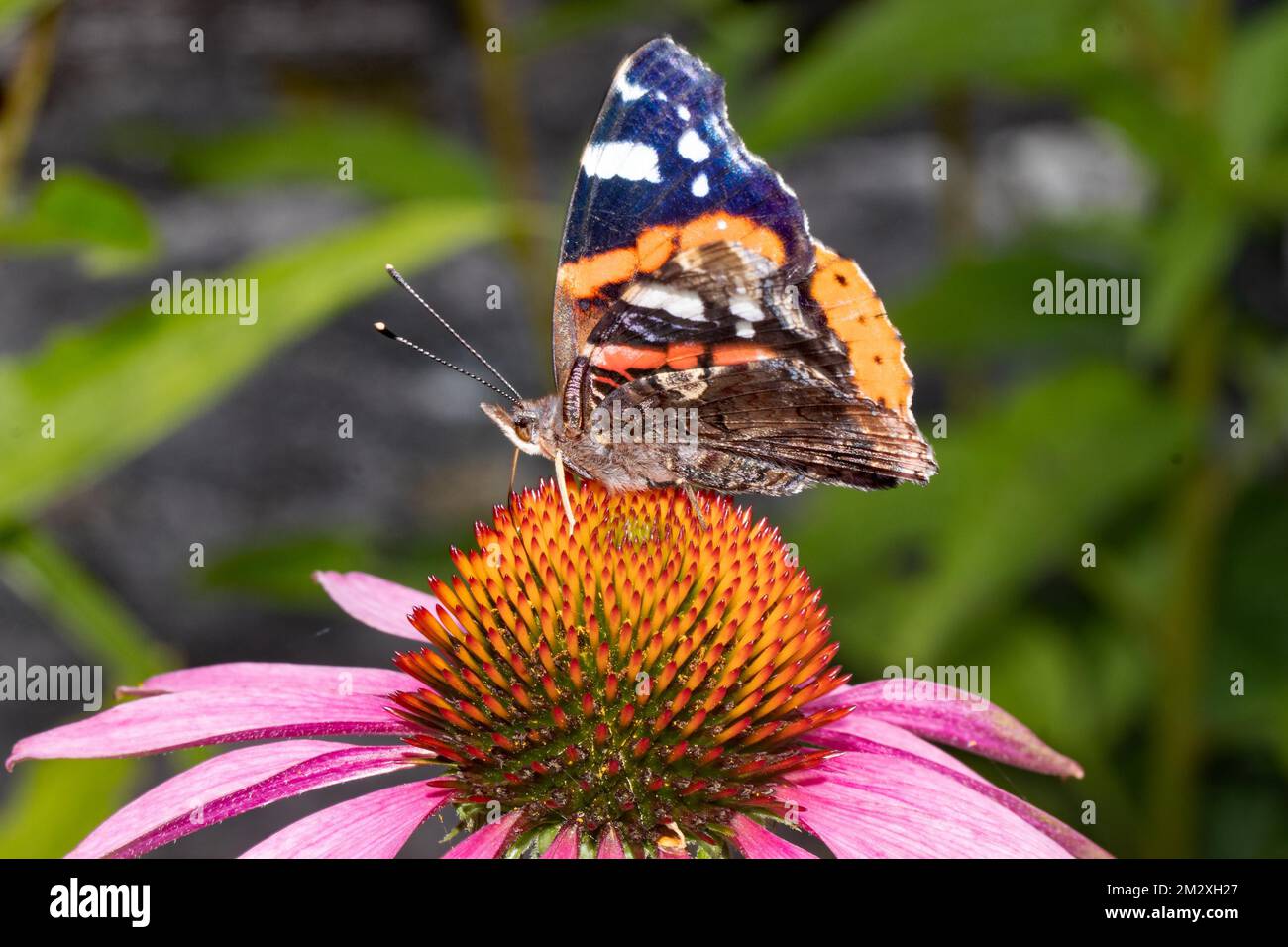 Admiral butterfly with half-opened wings sitting on a red flower ...