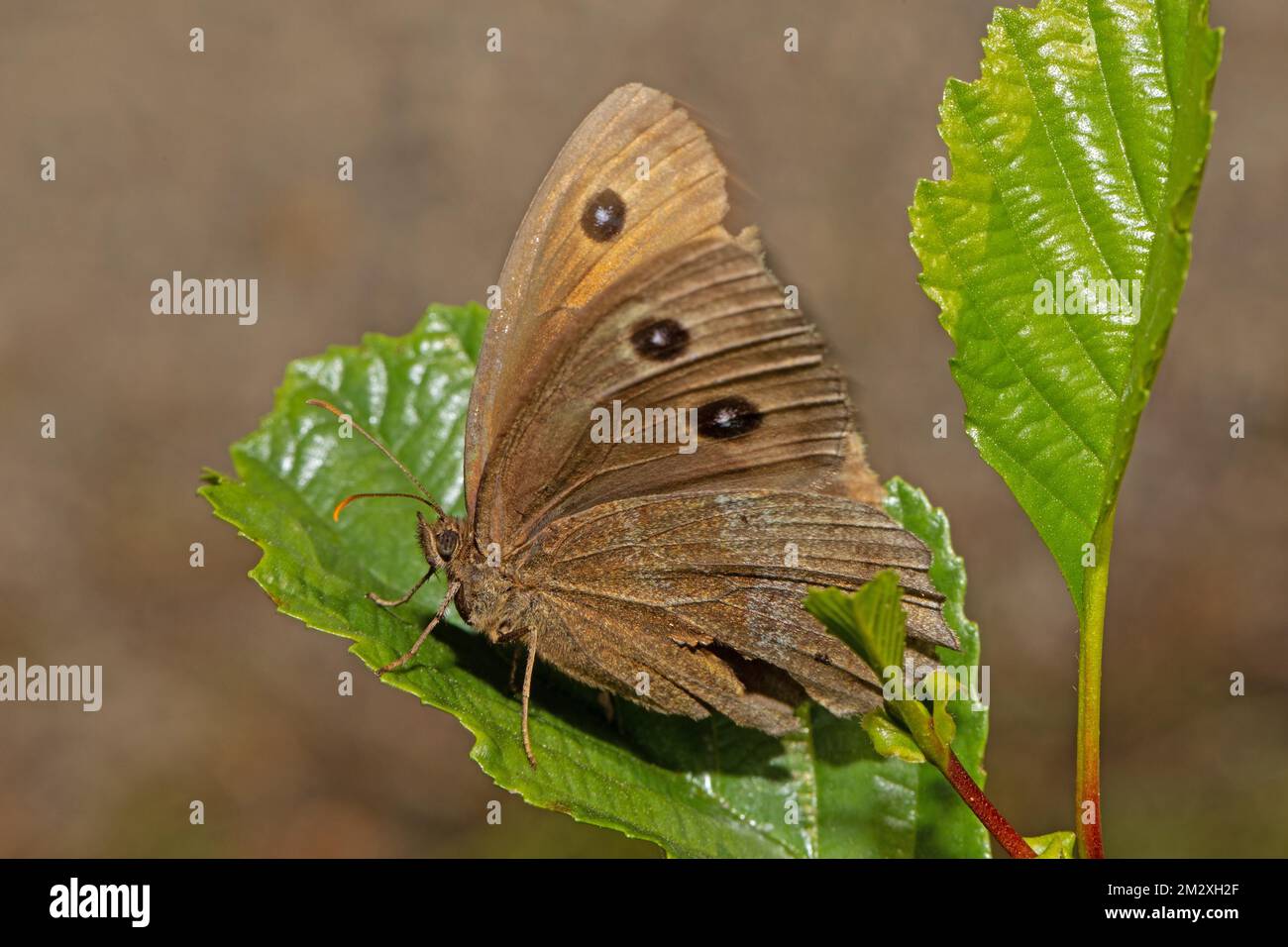 Blue-eyed Woodland Porter, Blue Coreye Butterfly with closed wings ...