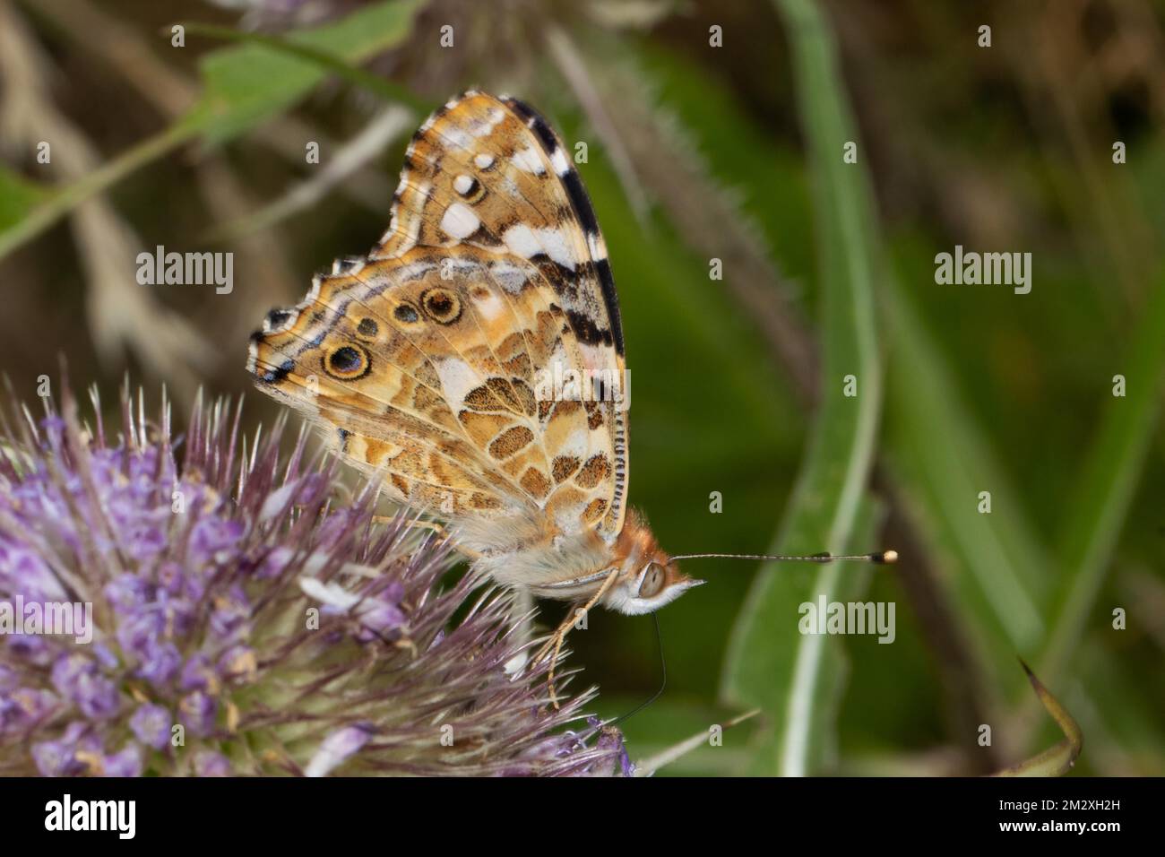 Thistle butterfly butterfly with closed wings sitting on violet flower ...