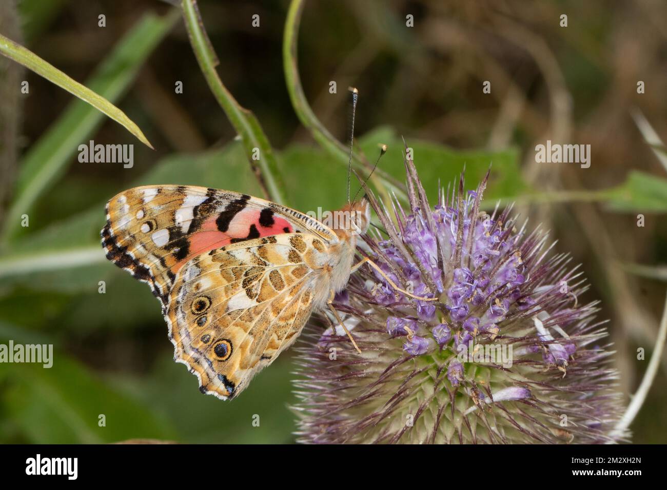 Thistle butterfly butterfly with closed wings sitting on violet flower ...