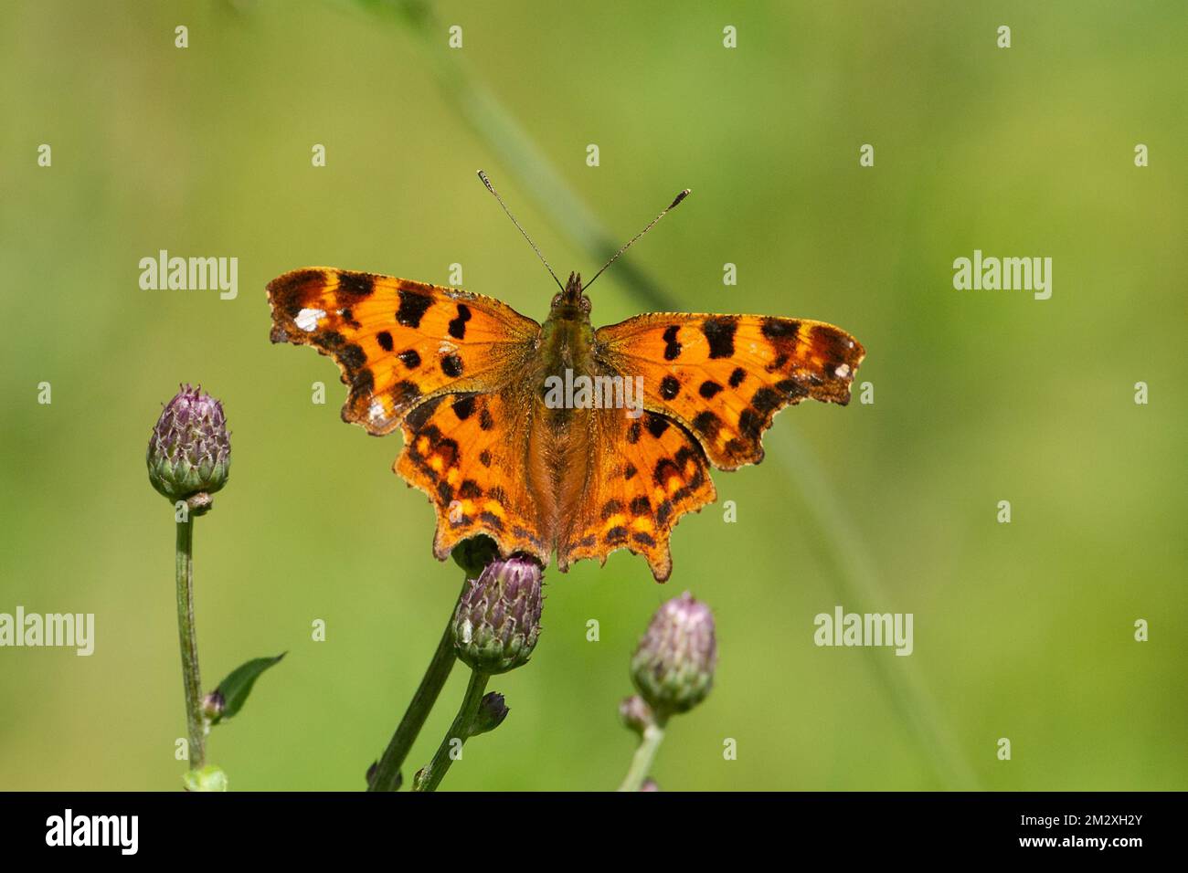 Spreading butterfly hi-res stock photography and images - Alamy