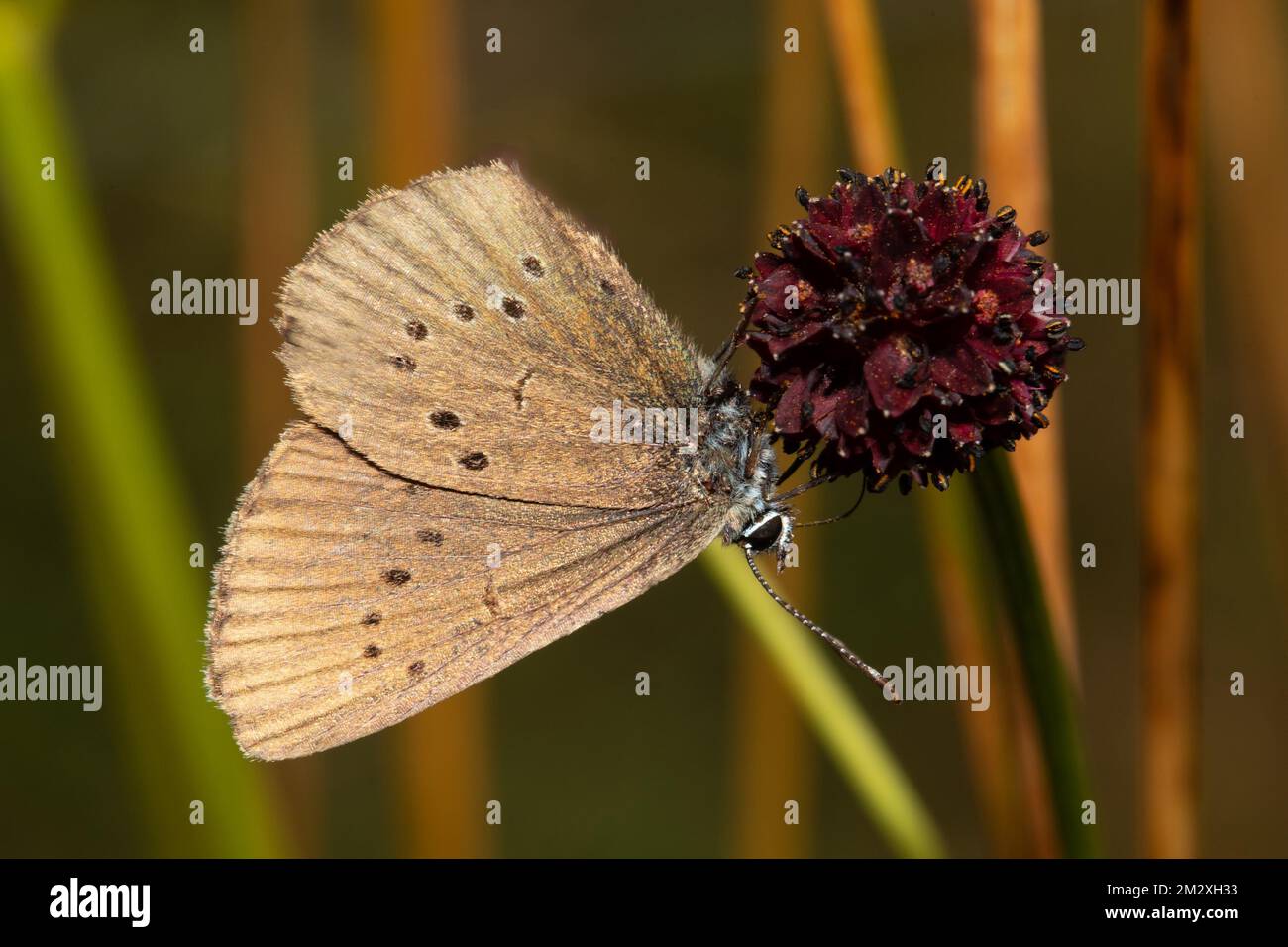 Dark meadow-headed blue butterfly moth hanging on purple flower seen ...