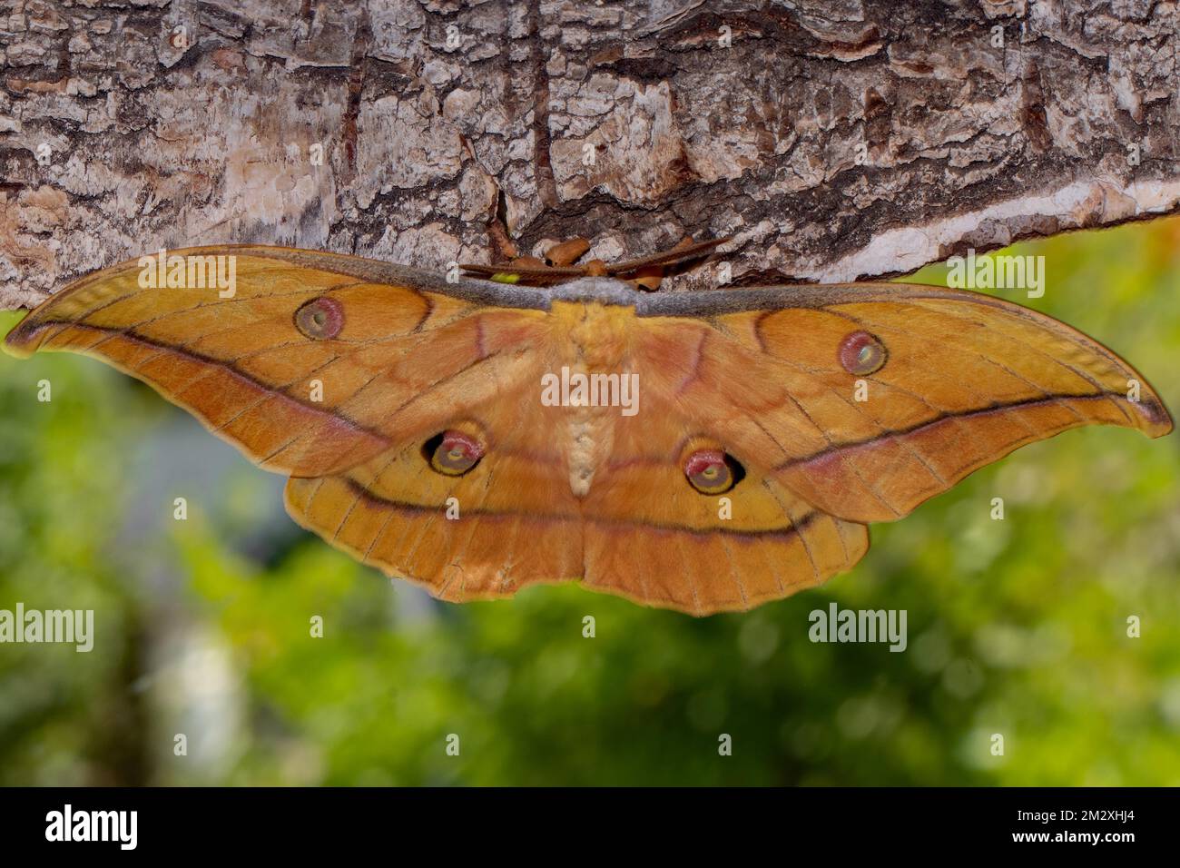 Japanese oak silk moth butterfly with open wings sitting on tree trunk ...