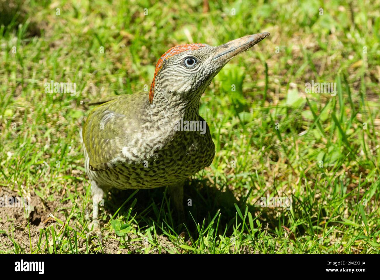 Green woodpecker young bird standing in green grass seen from front ...