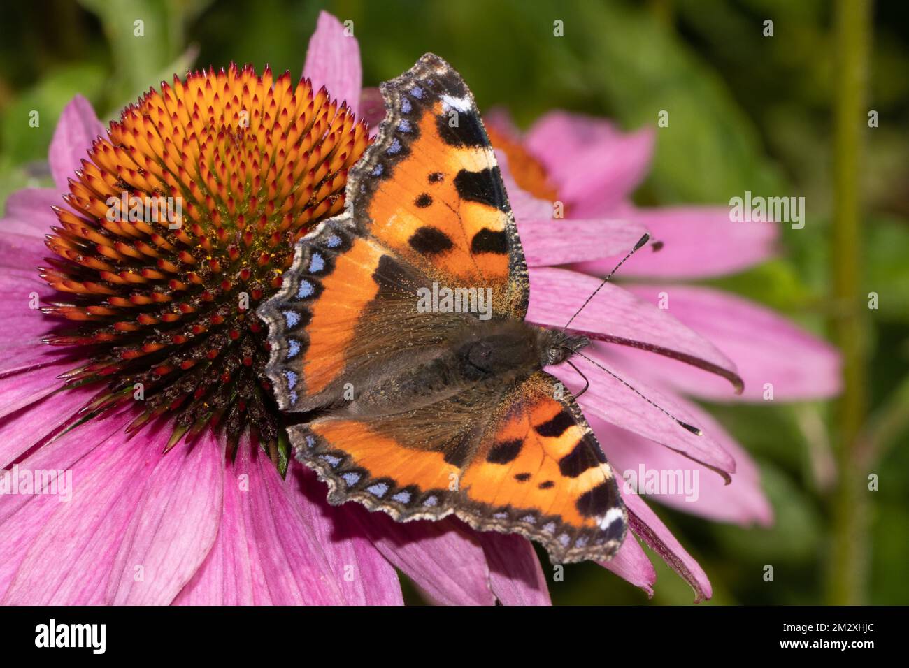 Small fox butterfly with open wings sitting on red flower sucking right ...