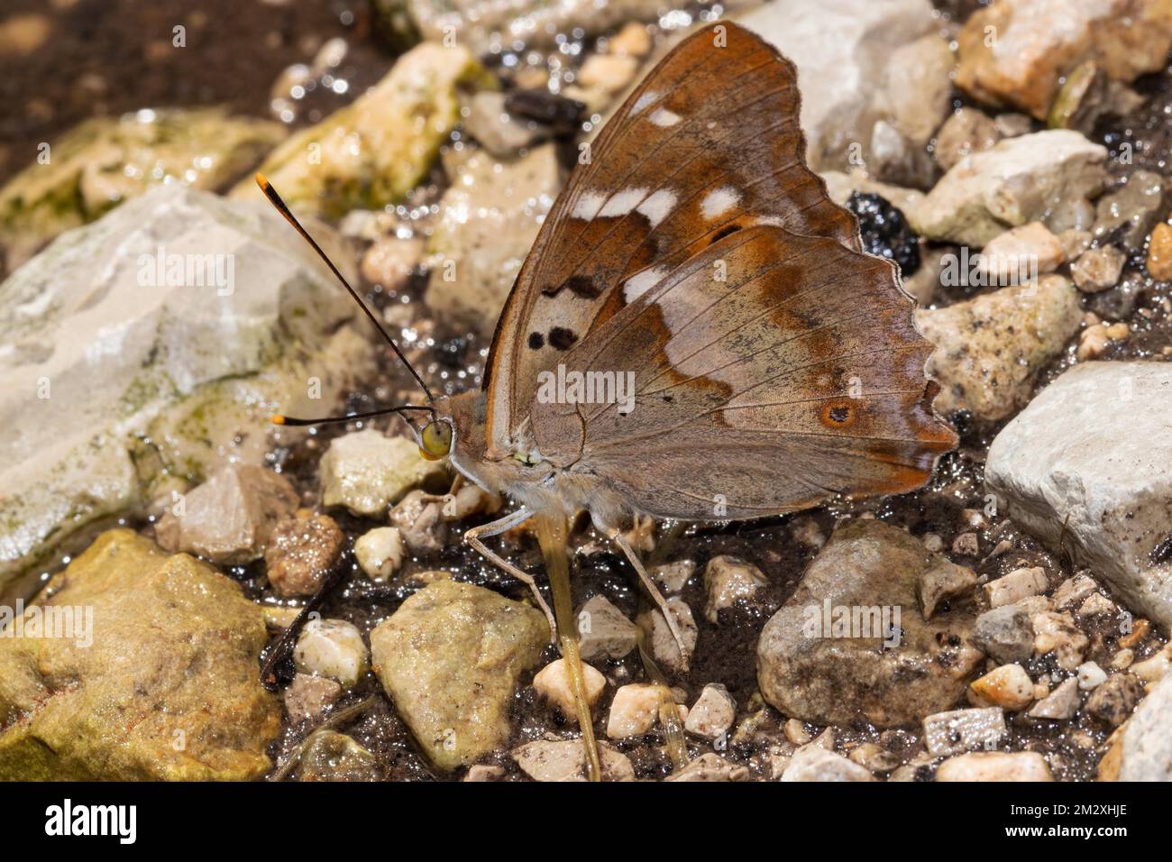Small Schiller butterfly butterfly with closed wings sitting on ground ...