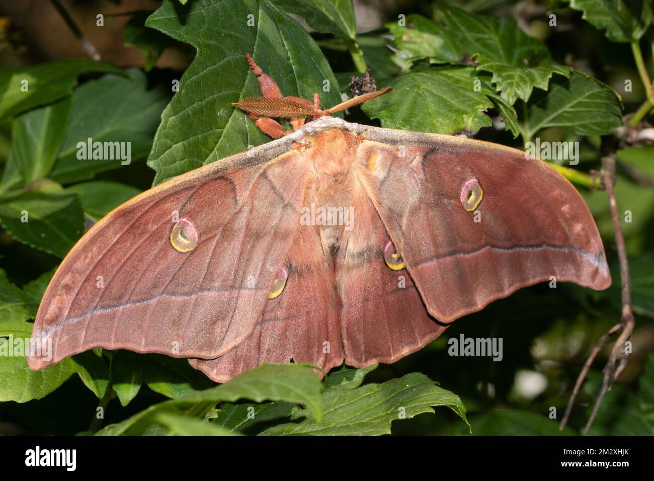 Japanese oak silk moth moth with open wings hanging on green leaves ...
