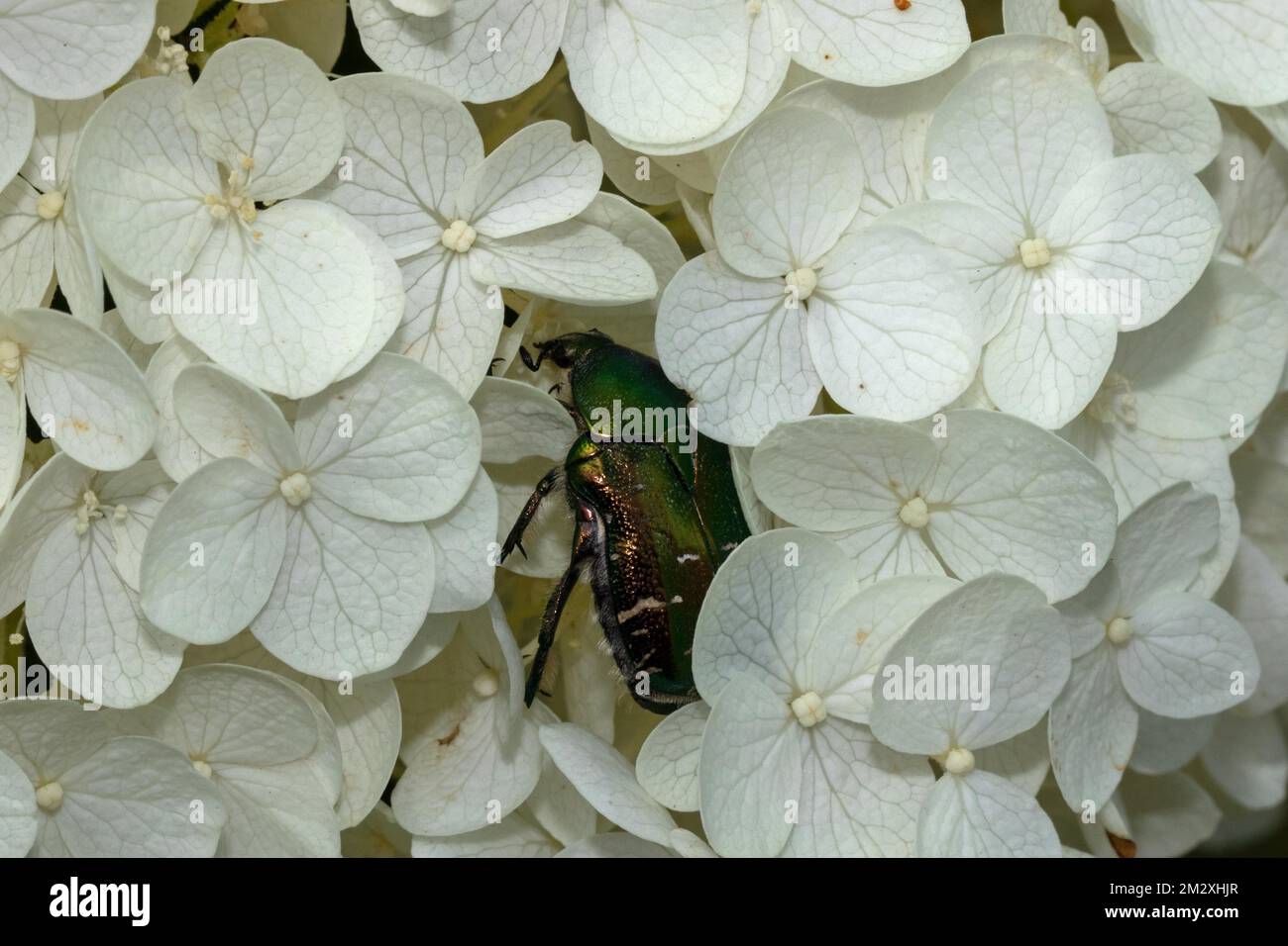Common rose beetle Beetle sitting on white flowers looking up from ...