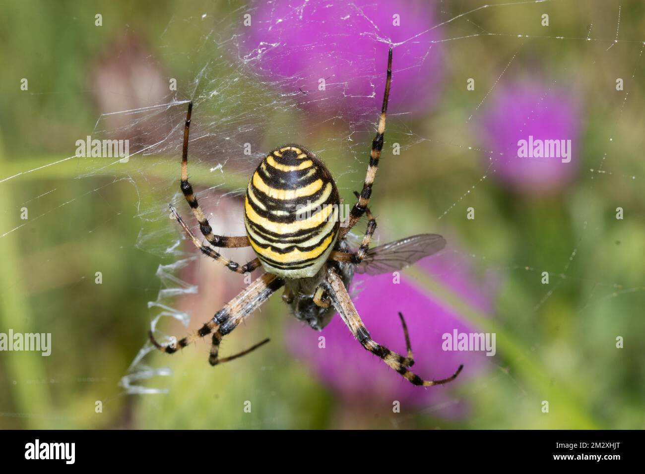 Zebra spider, wasp spider with prey hanging in web looking down Stock ...
