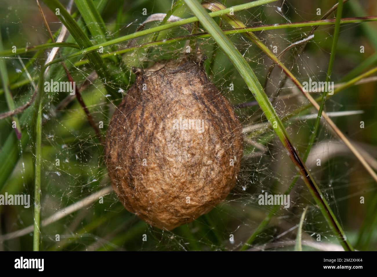 Zebra spider, wasp spider cocoon in green grass blades Stock Photo - Alamy