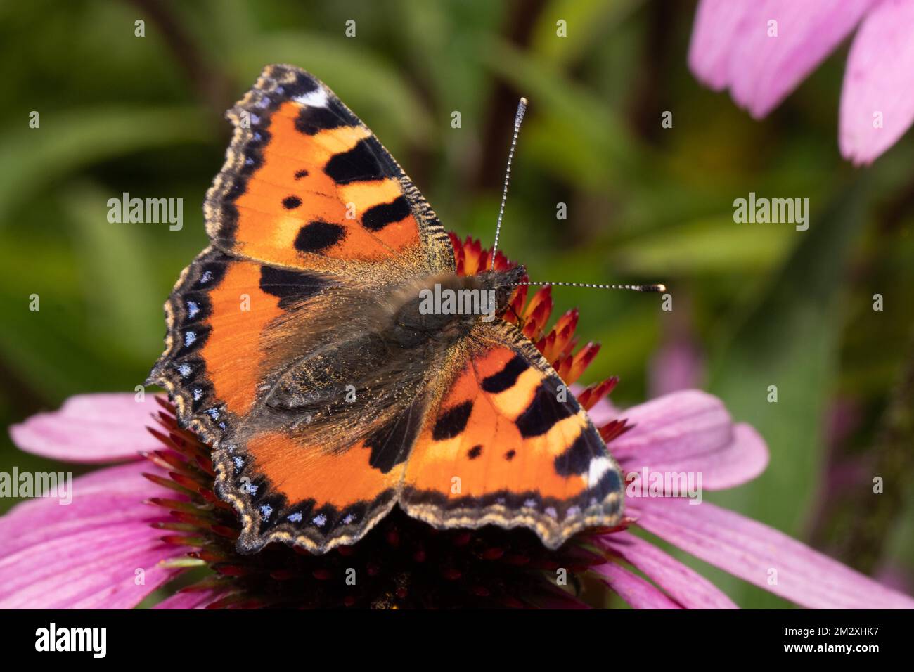 Small fox butterfly with open wings sitting on orange flower looking ...