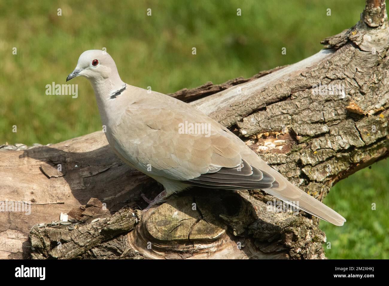 Collared dove sitting hi-res stock photography and images - Alamy