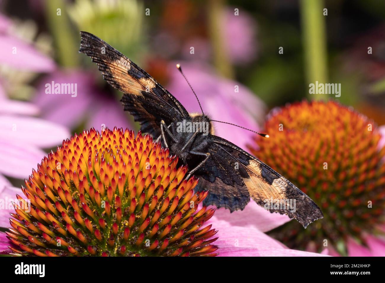 Small fox butterfly with open wings sitting on orange flower sucking ...