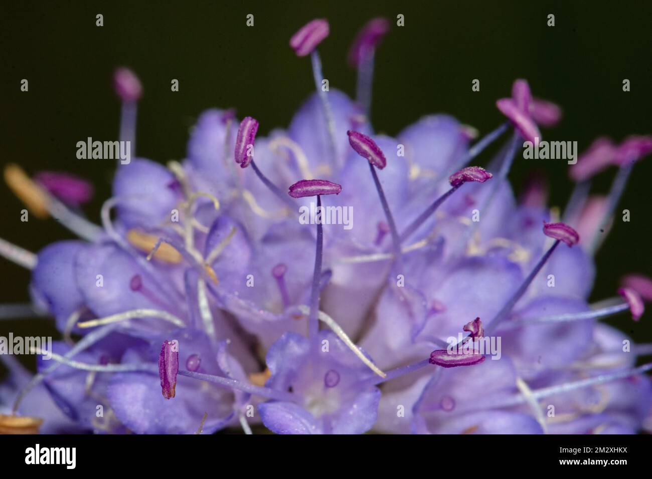 Common devil's-bit purple flower Stock Photo - Alamy