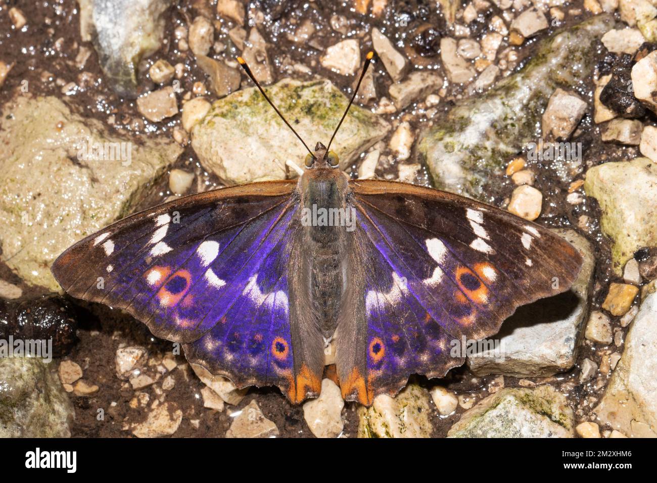 Small Schiller butterfly butterfly with open wings sitting on the ...