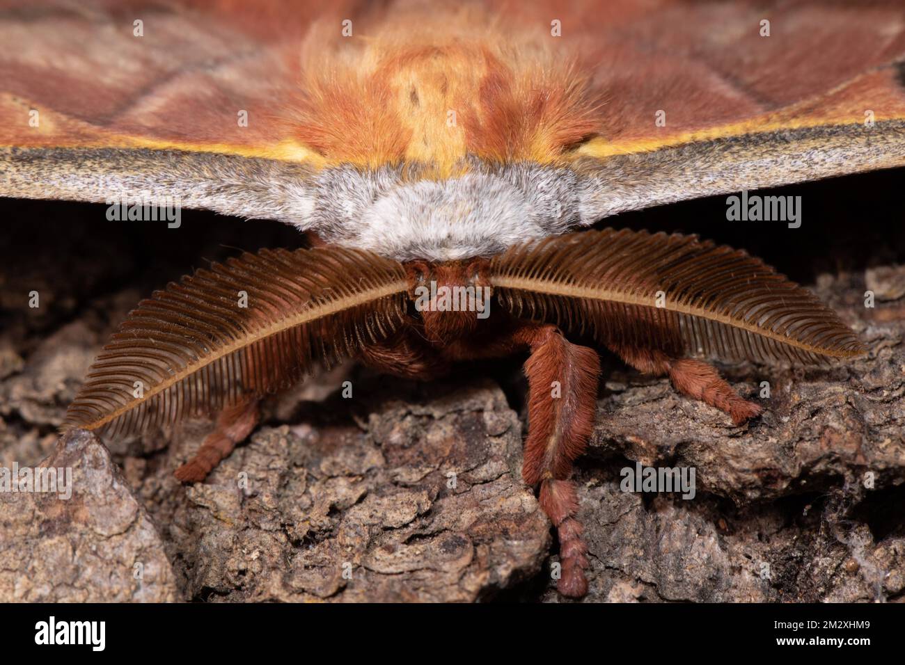 Japanese oak silk moth moth head portrait on tree trunk from the front ...