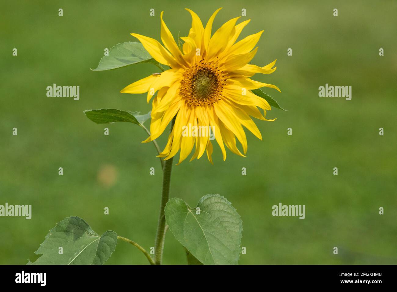 Open flower yellow hi-res stock photography and images - Alamy