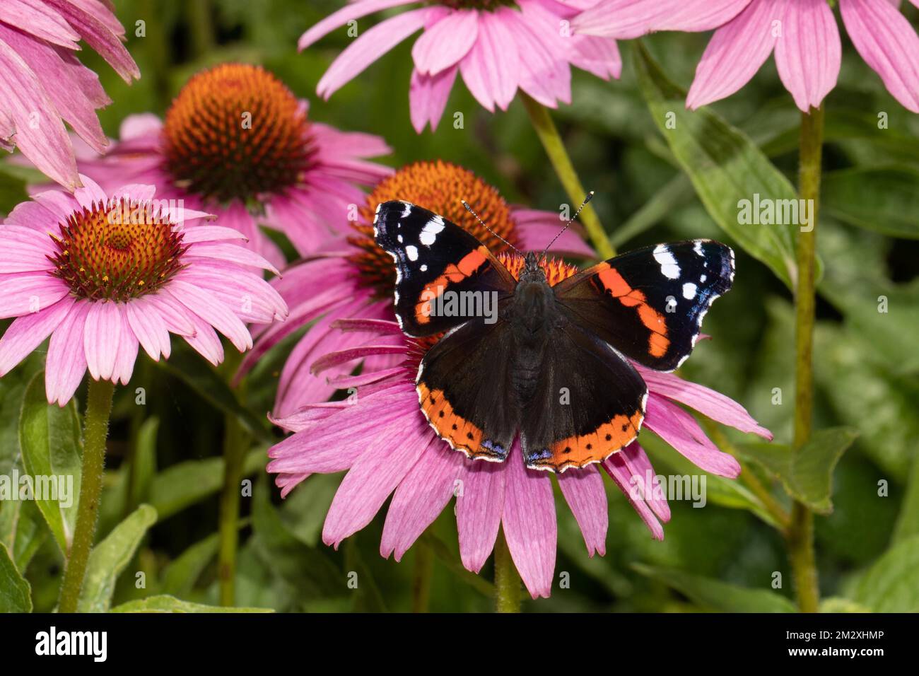 Rear admiral butterfly hi-res stock photography and images - Alamy