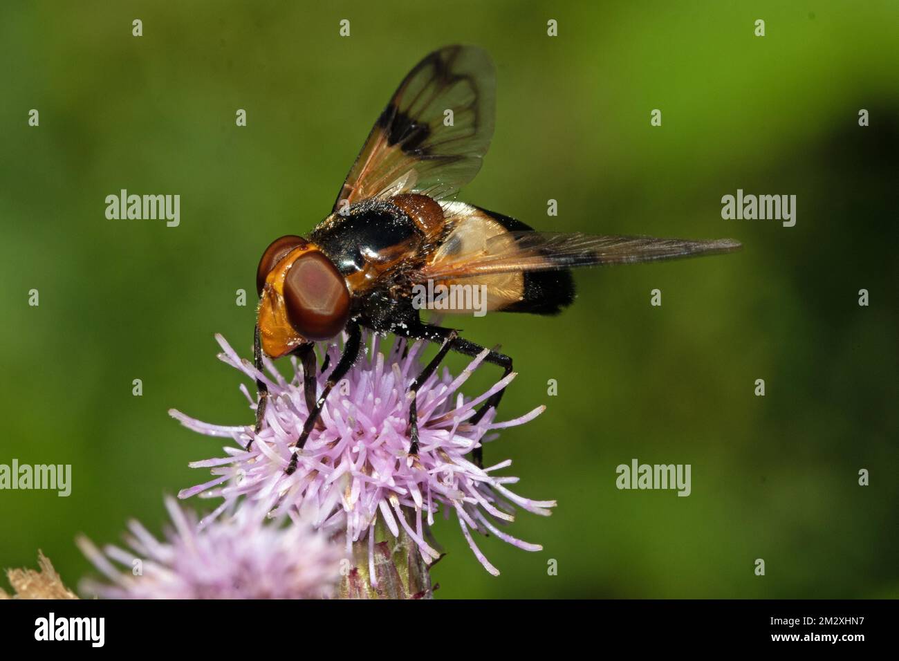 Common Wood Hoverfly, Common Bumble Bee Hoverfly sitting on pink ...