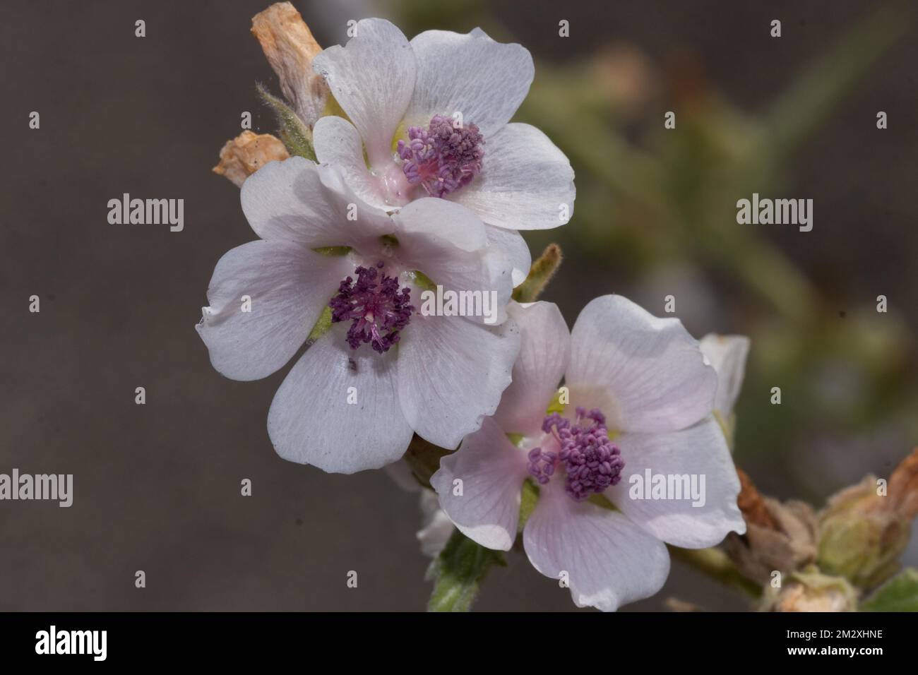 Marshmallow, true marshmallow, medicinal marshmallow three white ...