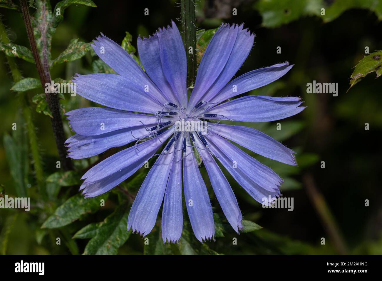Wild chicory blossom hi-res stock photography and images - Alamy