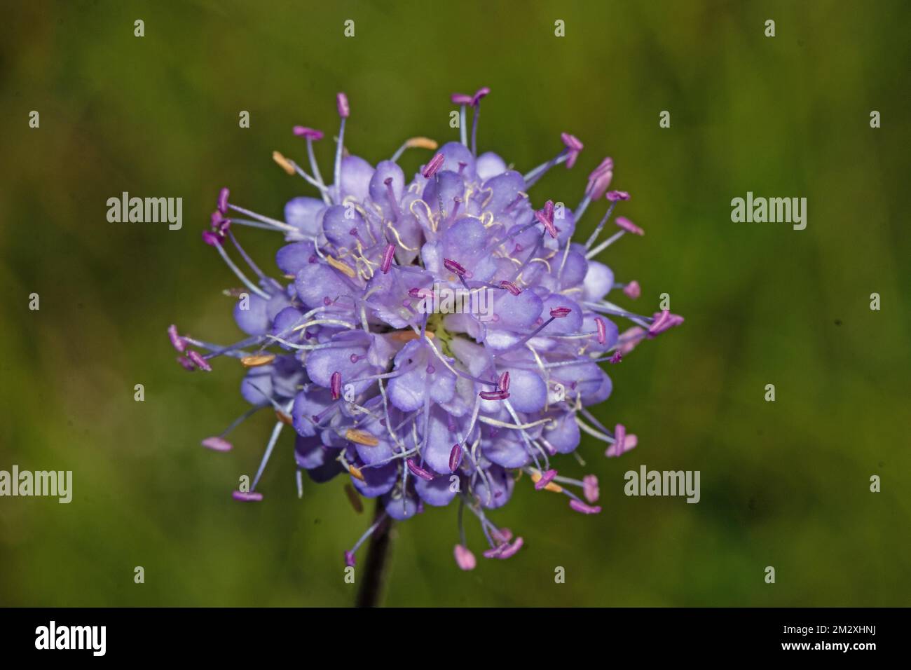Common devil's-bit purple flower Stock Photo - Alamy