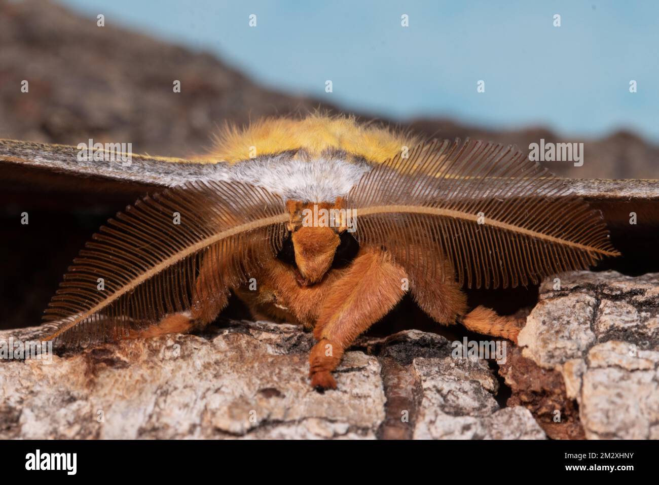 Japanese oak silk moth moth head portrait looking from the front Stock ...