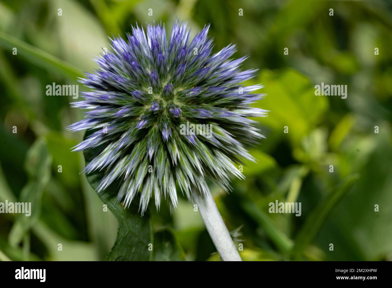 Blue globe thistle blue flower Stock Photo - Alamy