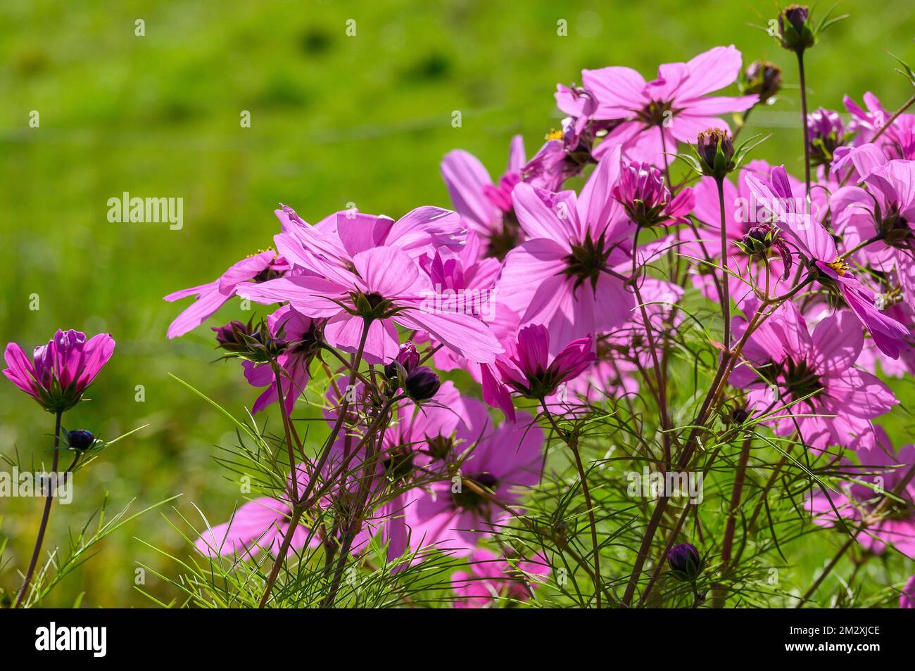 Flowers (Cosmos bipinnatus), ornamental basket, Allgaeu, Bavaria ...