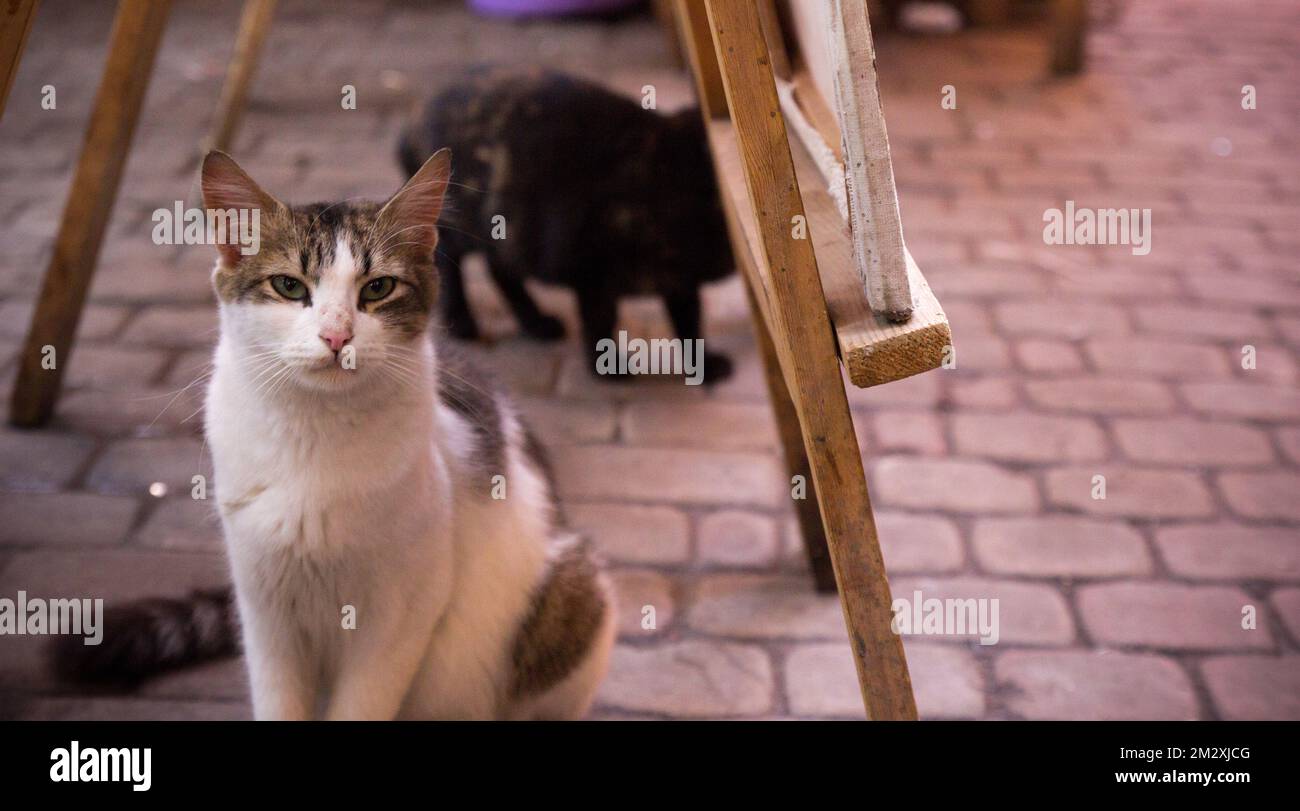 Street cats of Marrakech, Morocco. Local domestic cat in the market ...