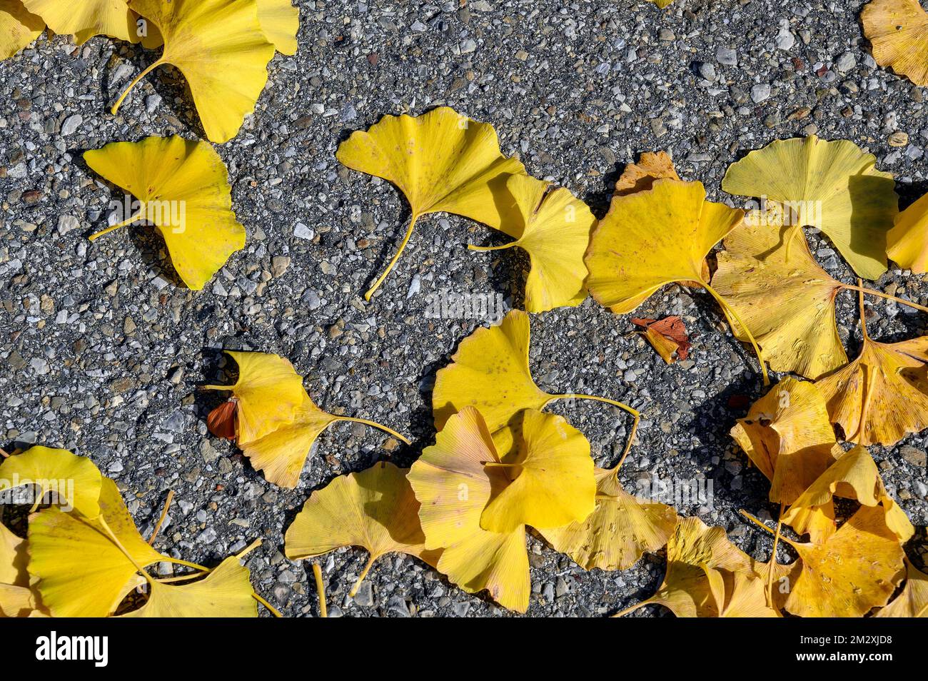 Autumn ginkgo (Ginkgo biloba) or ginkgo leaves, Allgaeu, Bavaria, Germany Stock Photo - Alamy