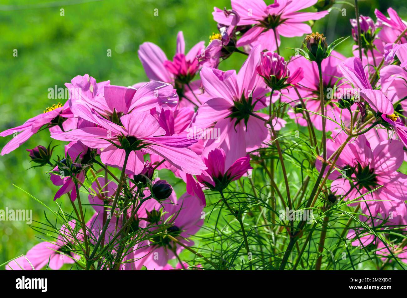 Flowers (Cosmos bipinnatus), ornamental basket, Allgaeu, Bavaria ...