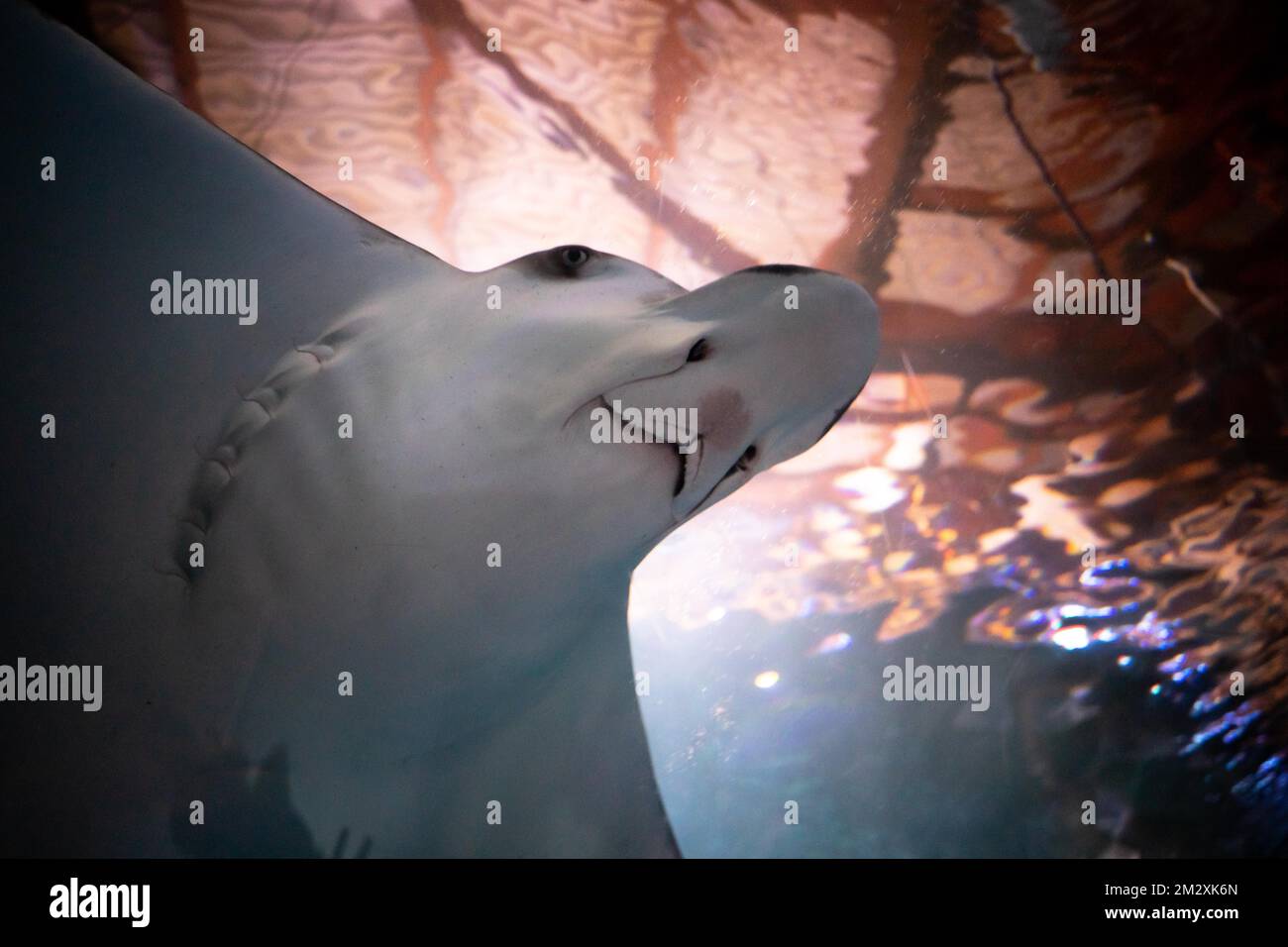 Common eagle ray (Myliobatis aquila), face, water, captive, Wroclaw ...