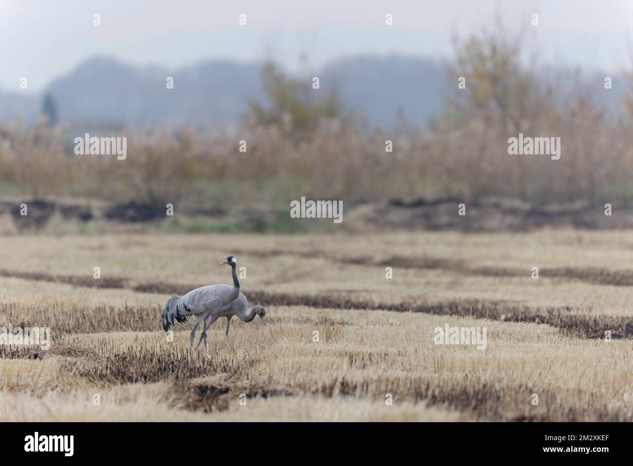 Common eurasian cranes grus hi-res stock photography and images - Alamy